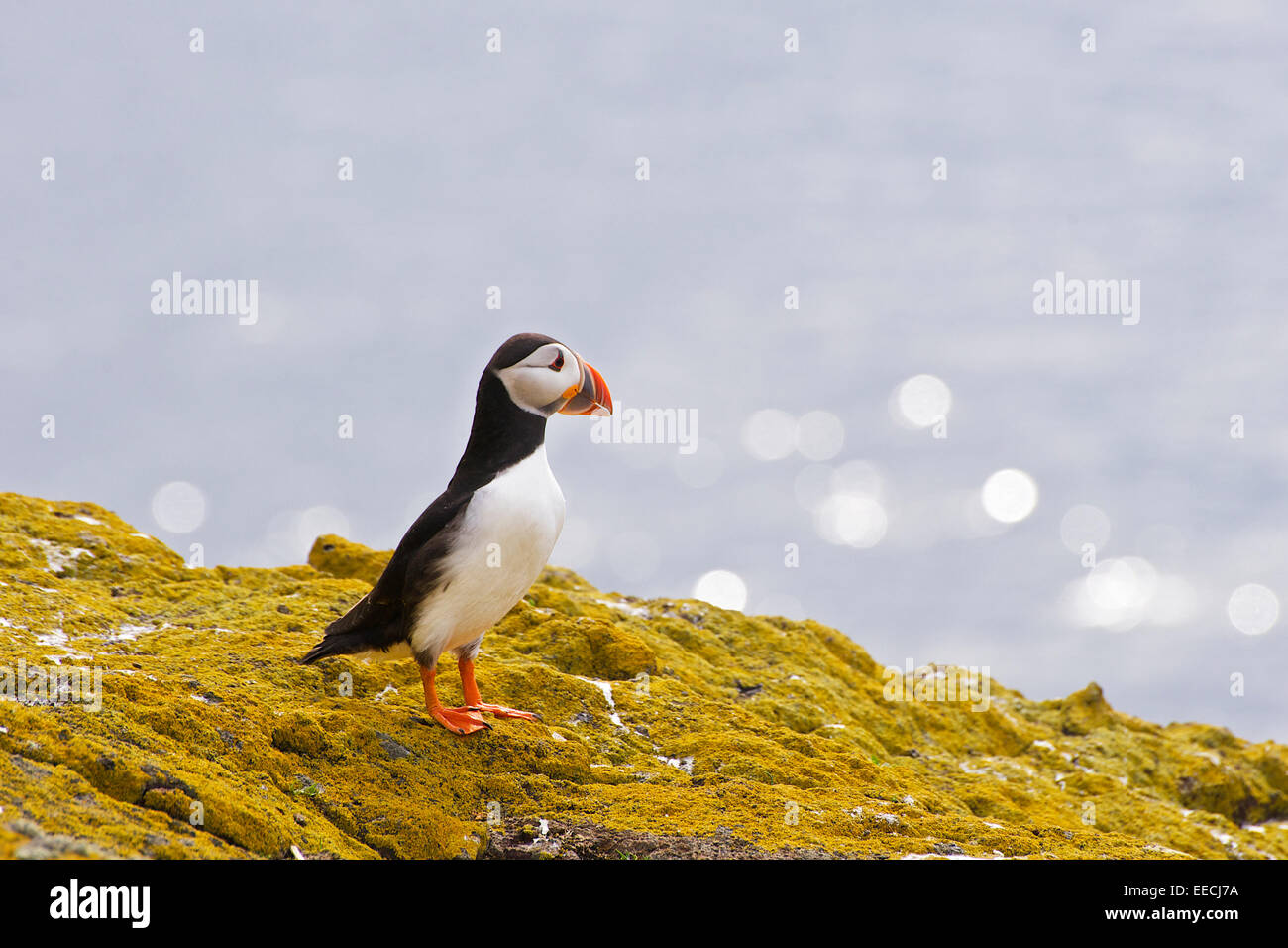 A puffin on the Isle of May, Fife on Scotland's east coast in Spring ...