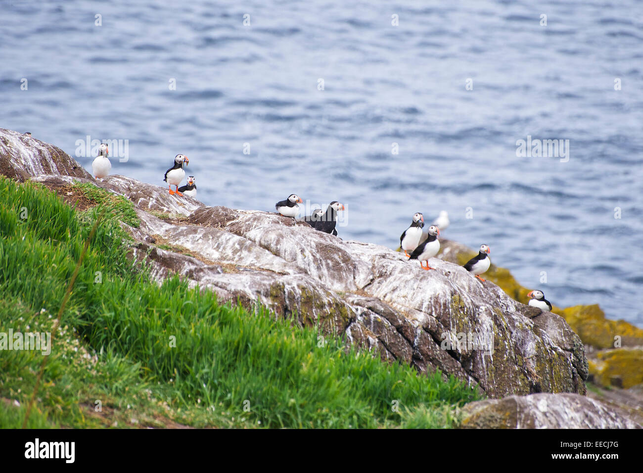 A circus of Puffins resting on the Isle of May, off the coast of Fife ...