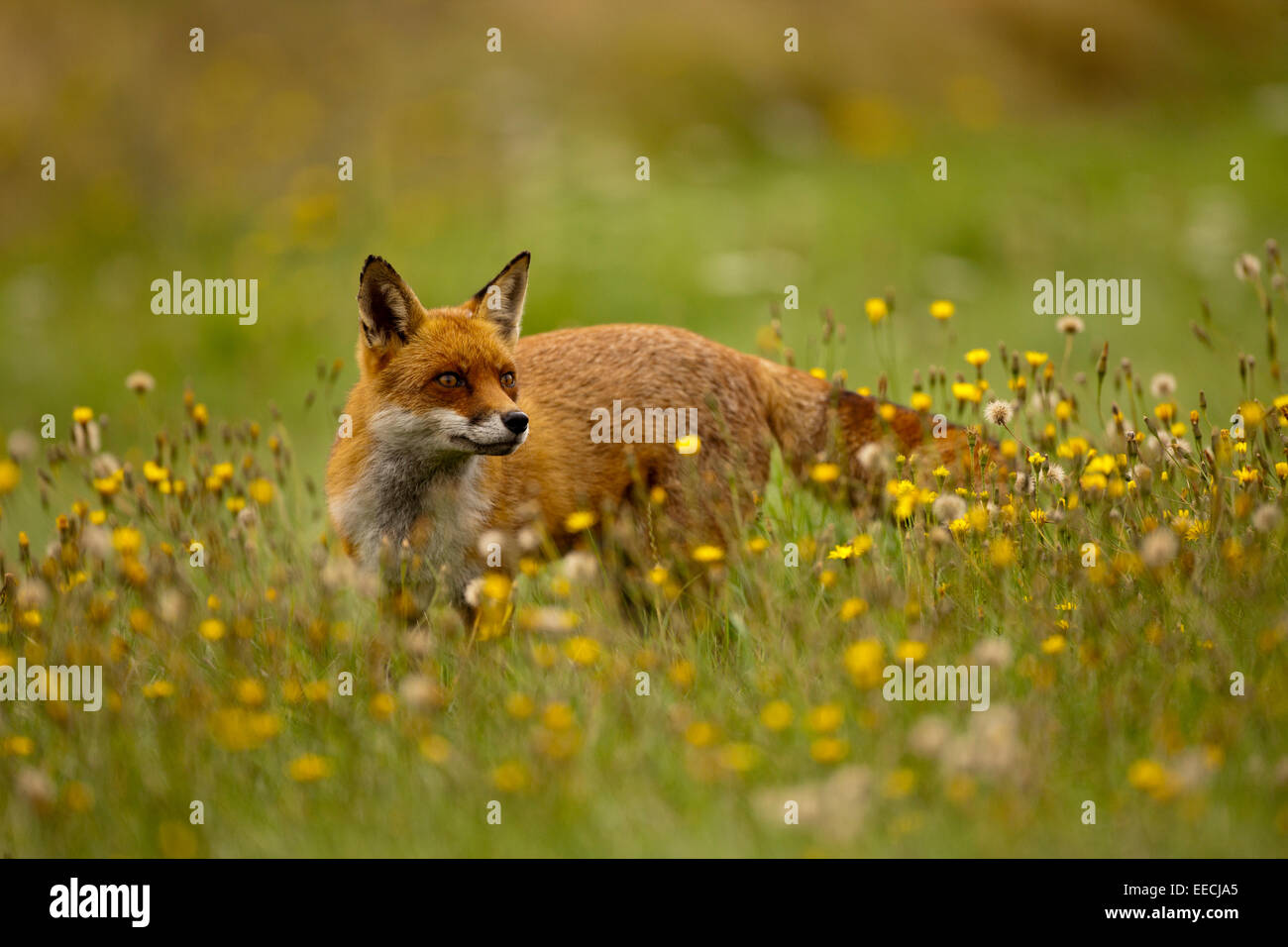 The fox is a scavenger carnivours dog hi-res stock photography and ...