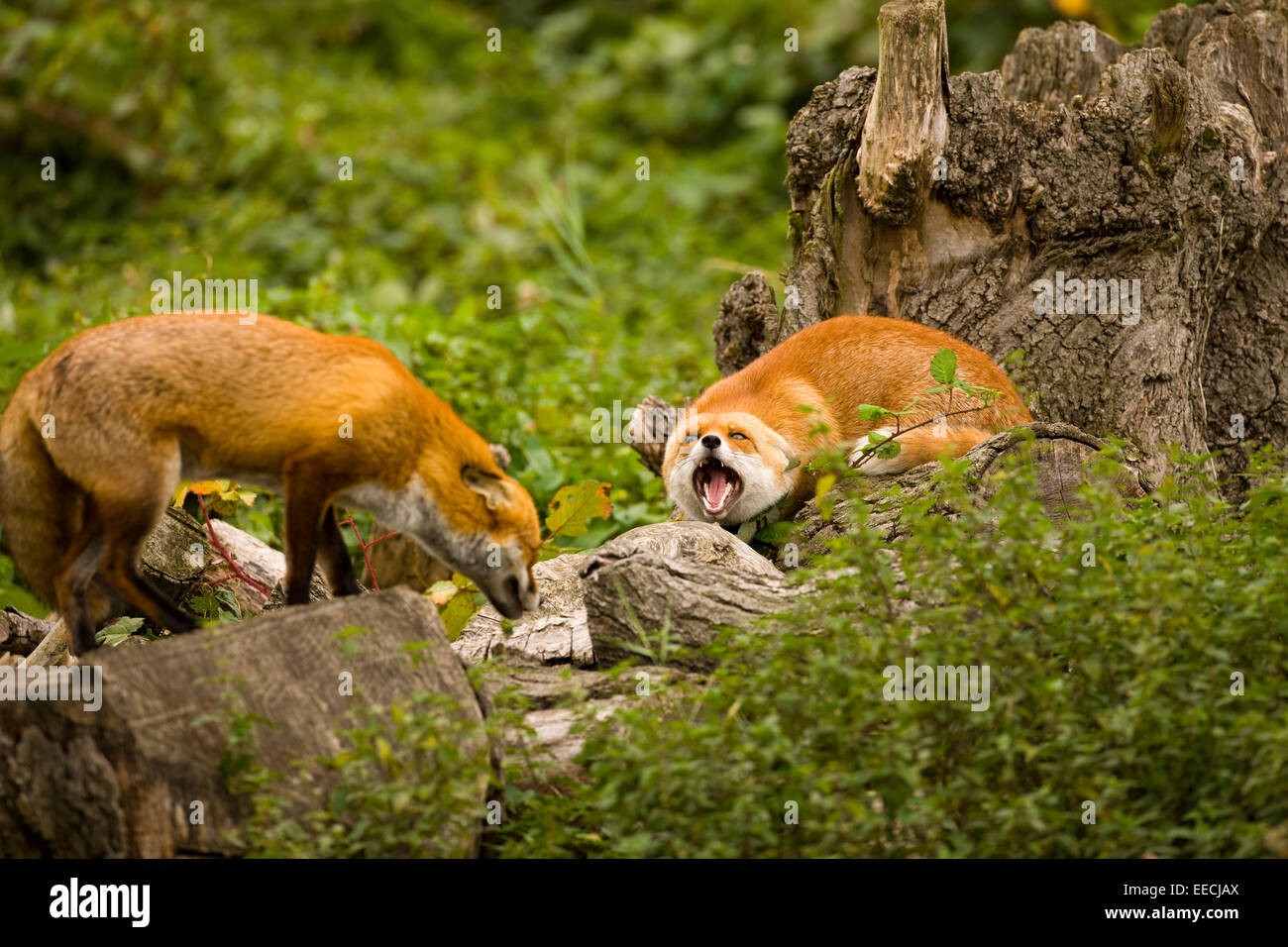 The fox is a scavenger carnivours dog hi-res stock photography and ...