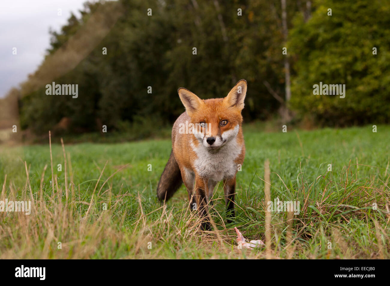 The fox is a scavenger carnivours dog hi-res stock photography and ...