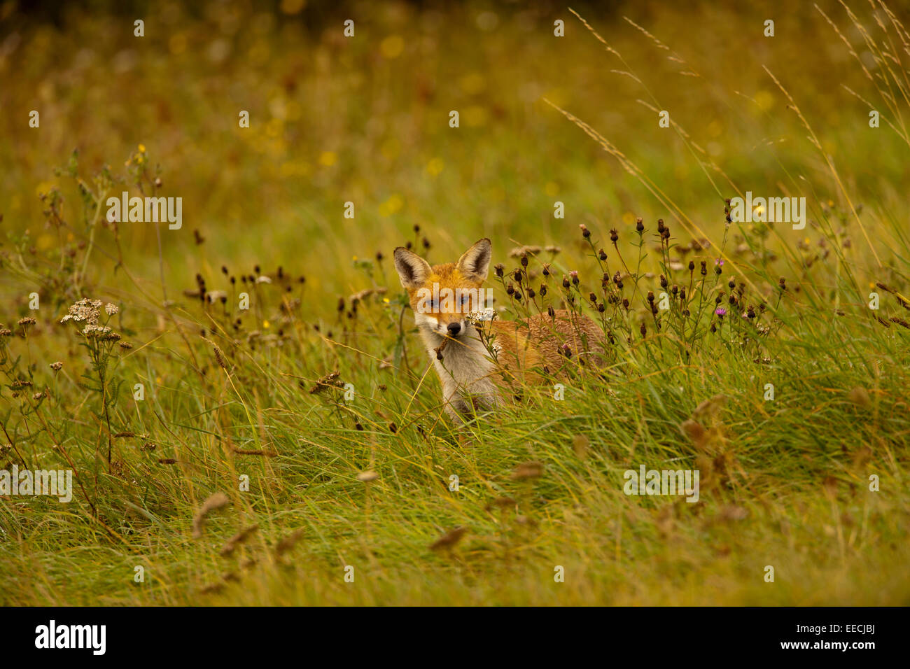 The fox is a scavenger carnivours dog hi-res stock photography and ...