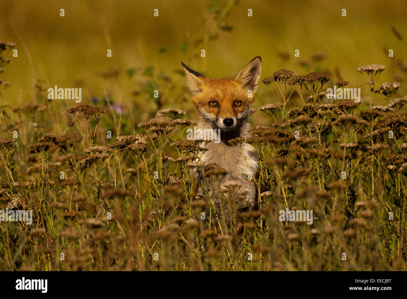 The fox is a scavenger carnivours dog hi-res stock photography and ...
