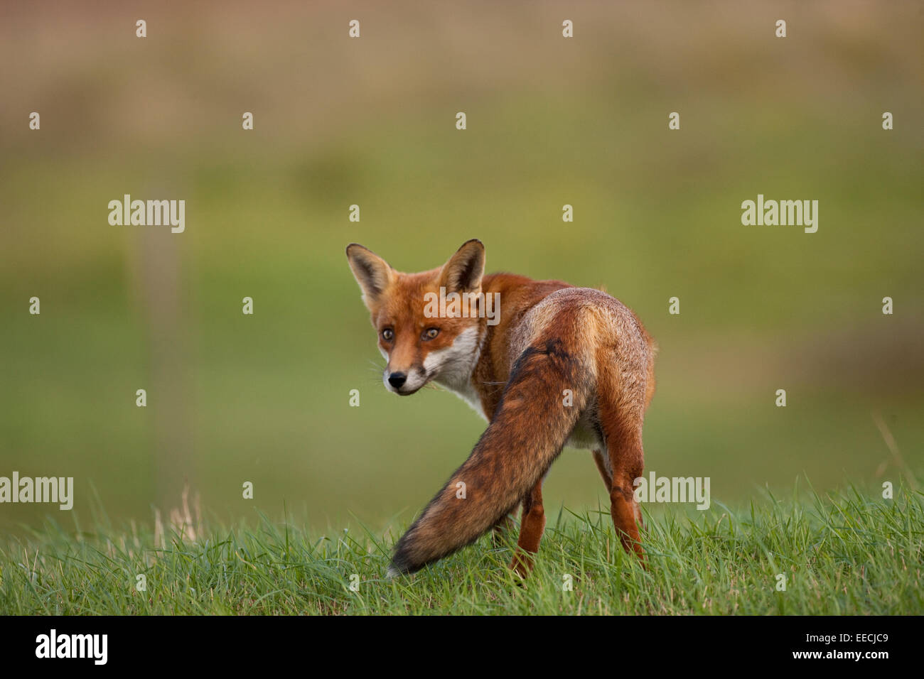 The fox is a scavenger carnivours dog hi-res stock photography and ...