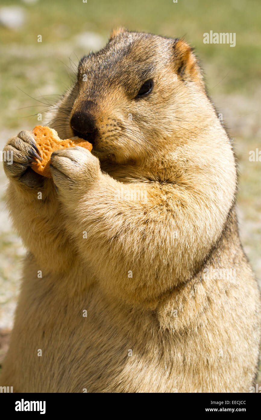 Funny marmot with bisquit on the meadow Stock Photo - Alamy