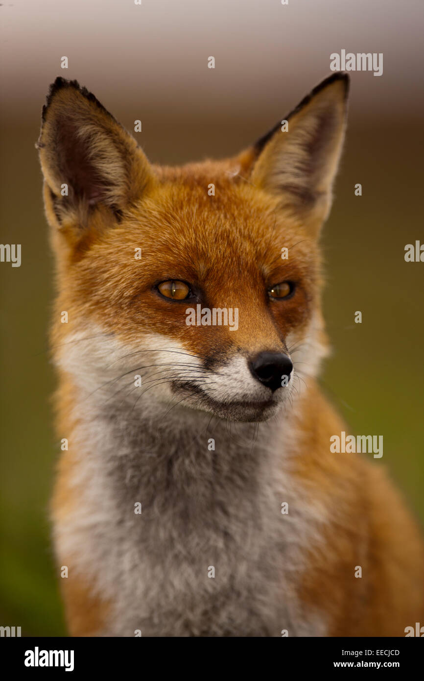 The fox is a scavenger carnivours dog hi-res stock photography and ...
