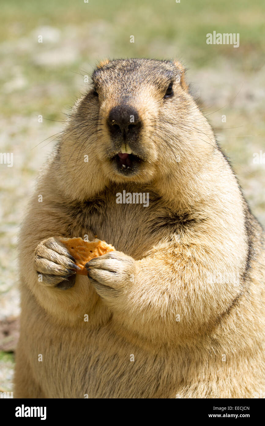 Funny marmot with bisquit on the meadow Stock Photo - Alamy