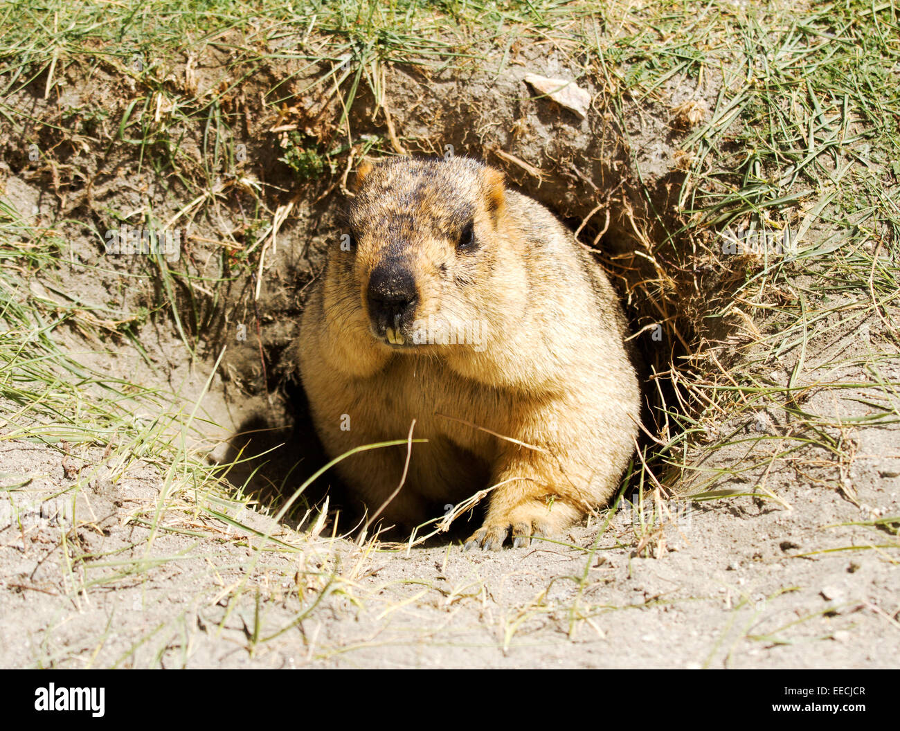 Funny marmot in the hole Stock Photo - Alamy