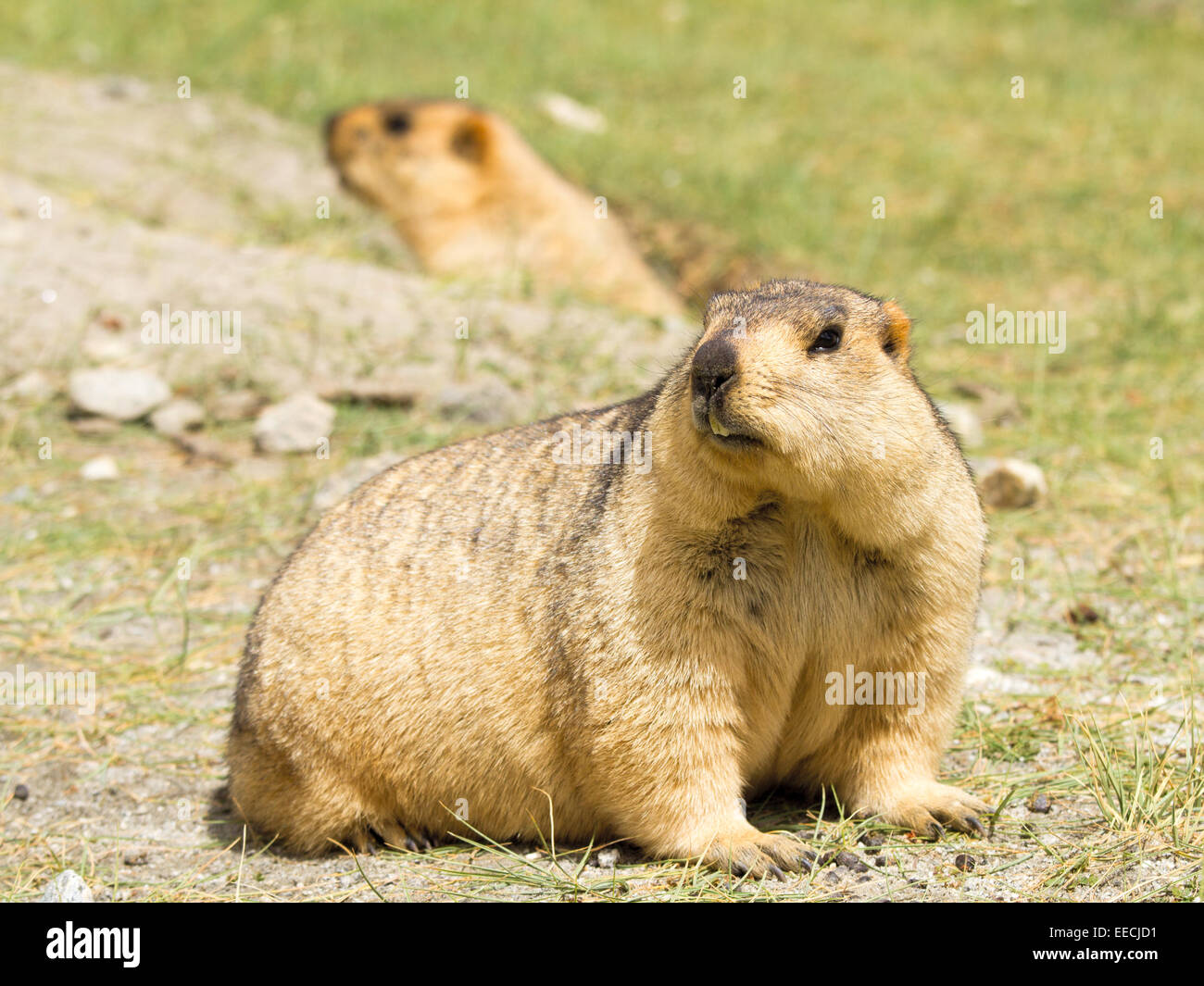 Surprising rodent hi-res stock photography and images - Alamy