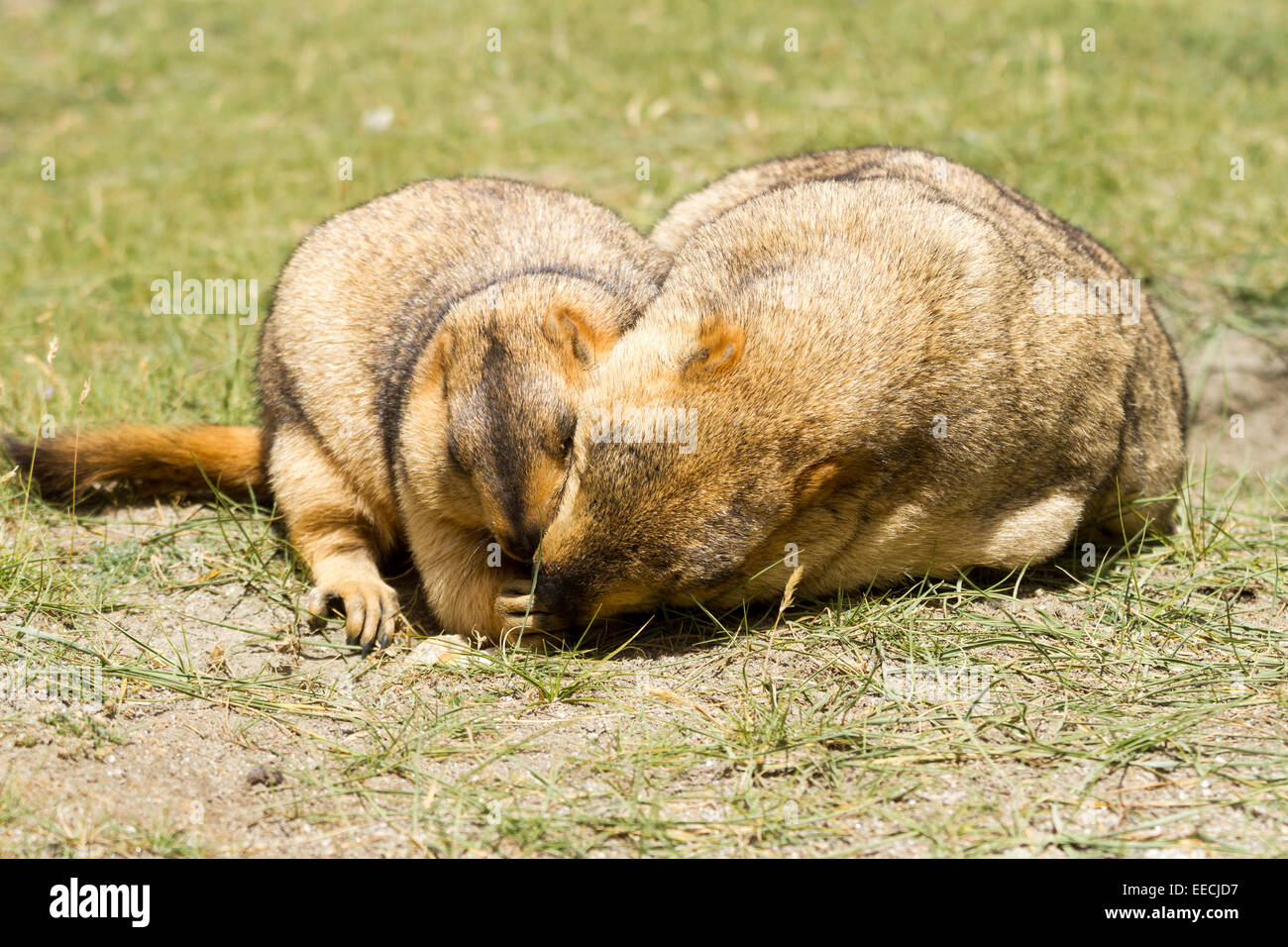 Couple of funny marmots with bisquit on the green grass Stock Photo - Alamy