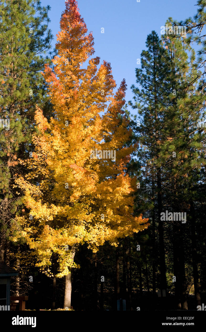 Yellow autumnal young Maple tree surrounded by young redwoods in ...