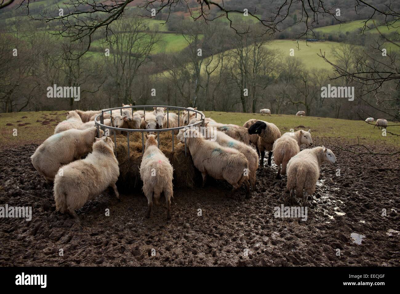 Sheep feeding, Brecon Beacons National Park, Wales, United Kingdom, EU ...