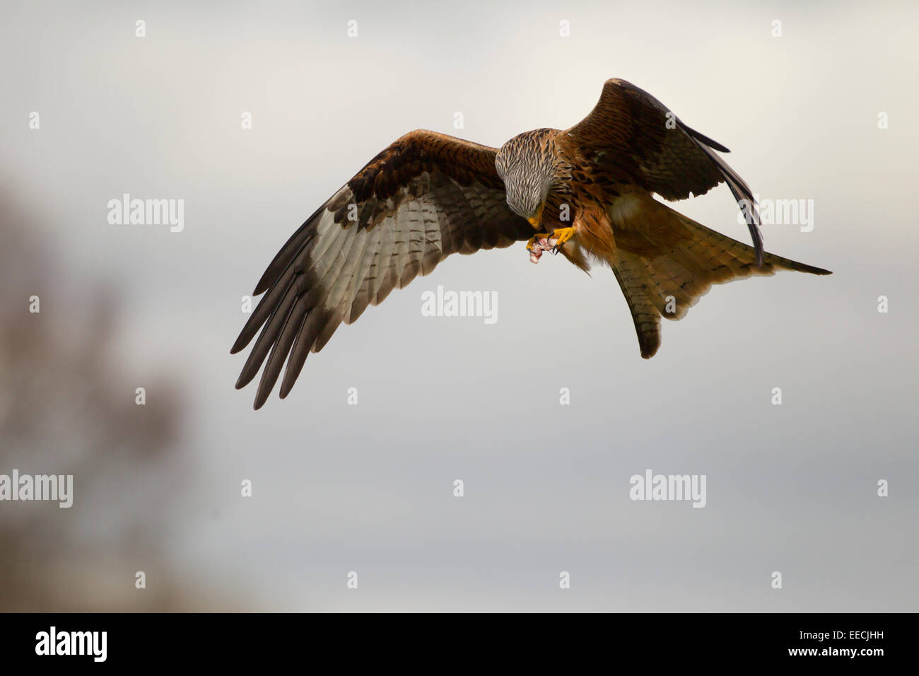 Red Kite feeding in flight Stock Photo - Alamy