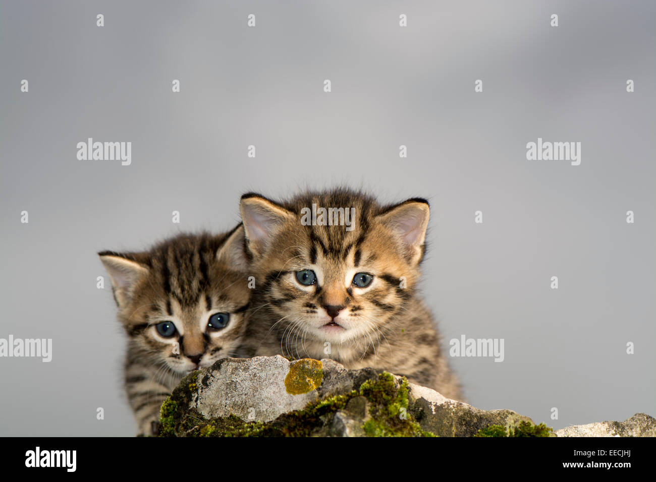 Tabby kittens hi-res stock photography and images - Alamy