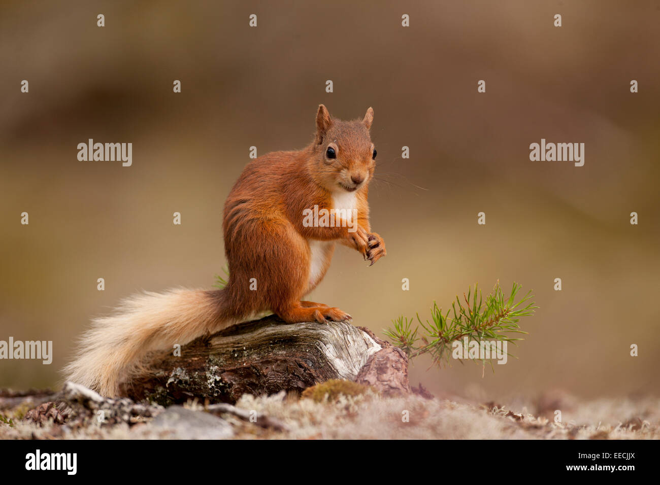 Red squirrel hi-res stock photography and images - Alamy