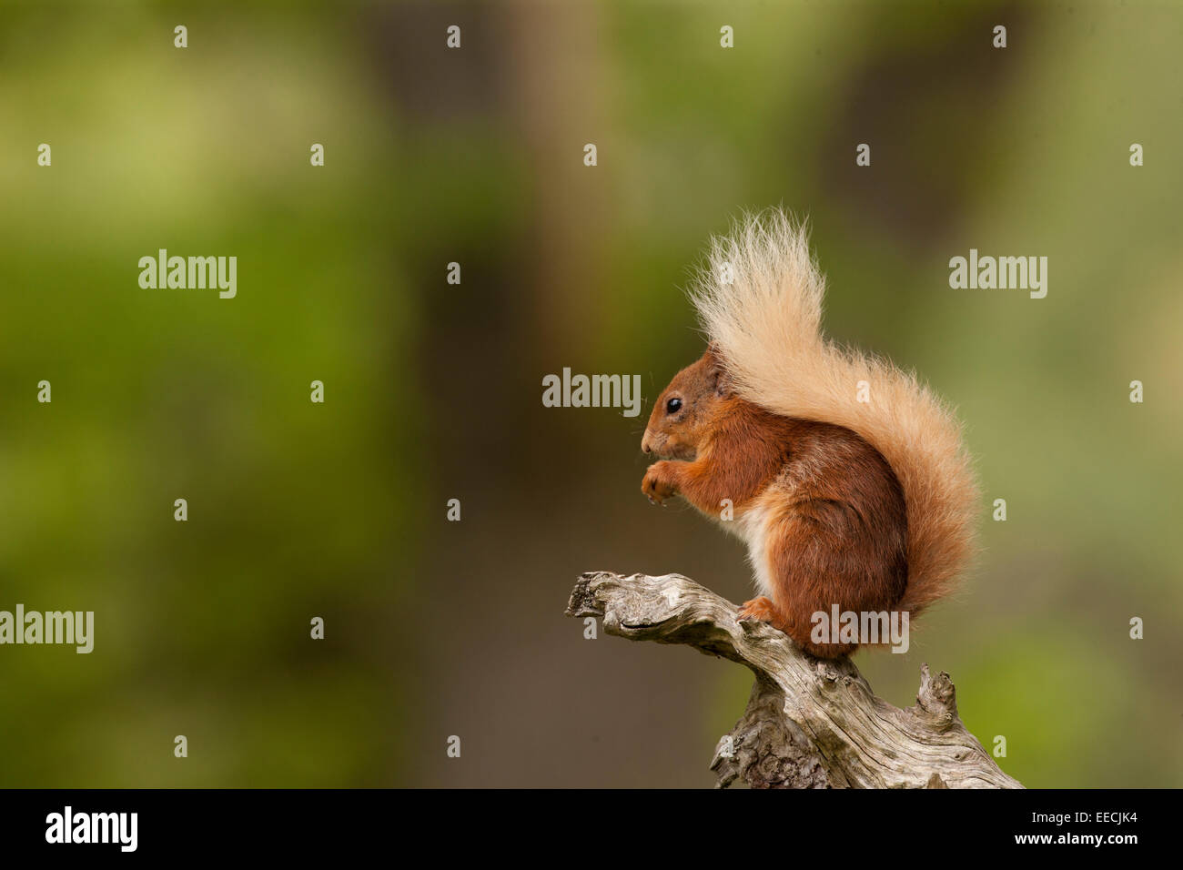 Northern red squirrel hi-res stock photography and images - Alamy