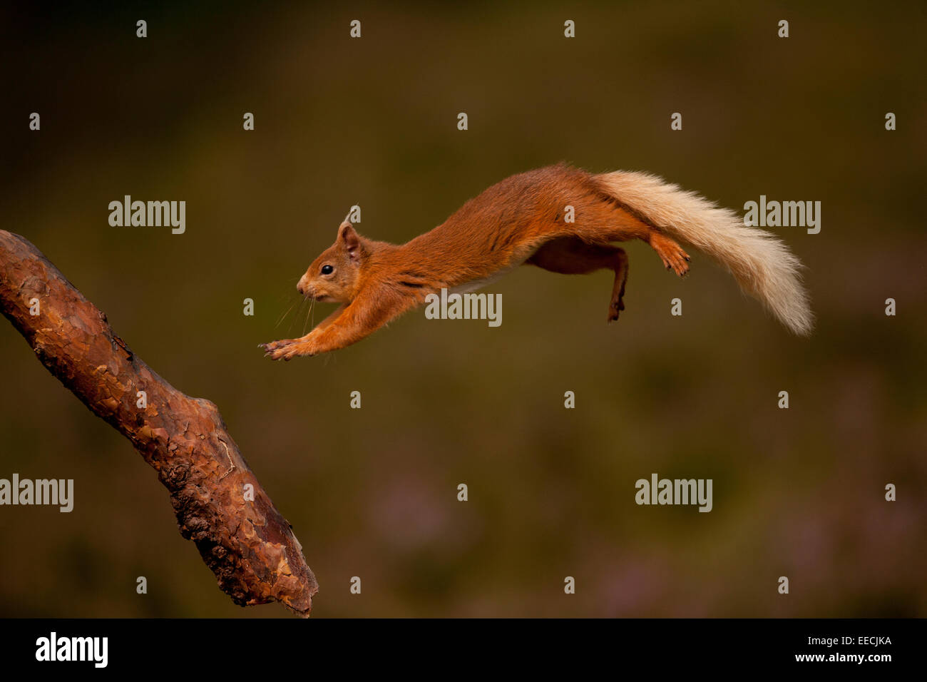 Red Squirrel jumping Stock Photo - Alamy