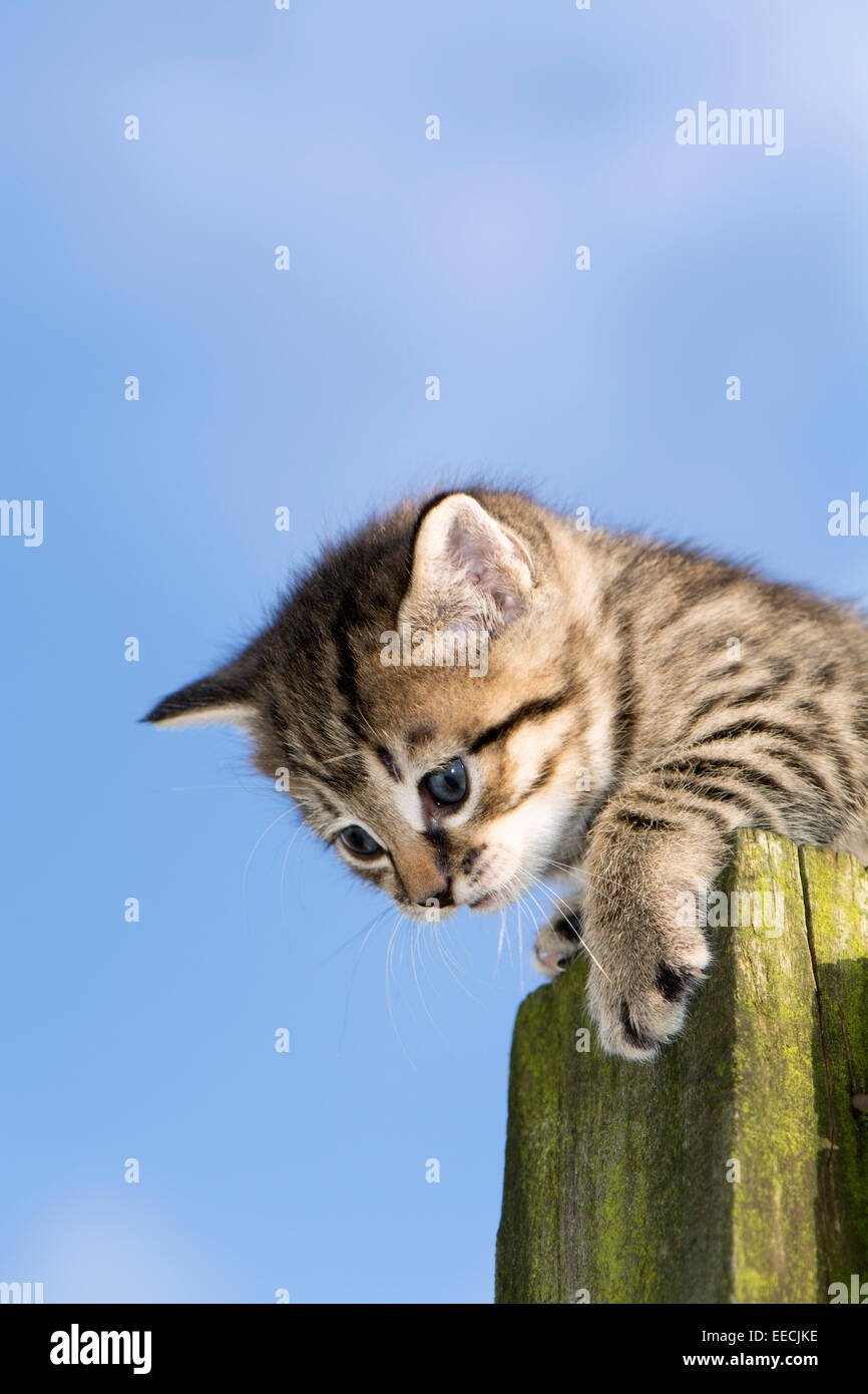 Young tabby kitten playing outside. UK Stock Photo - Alamy