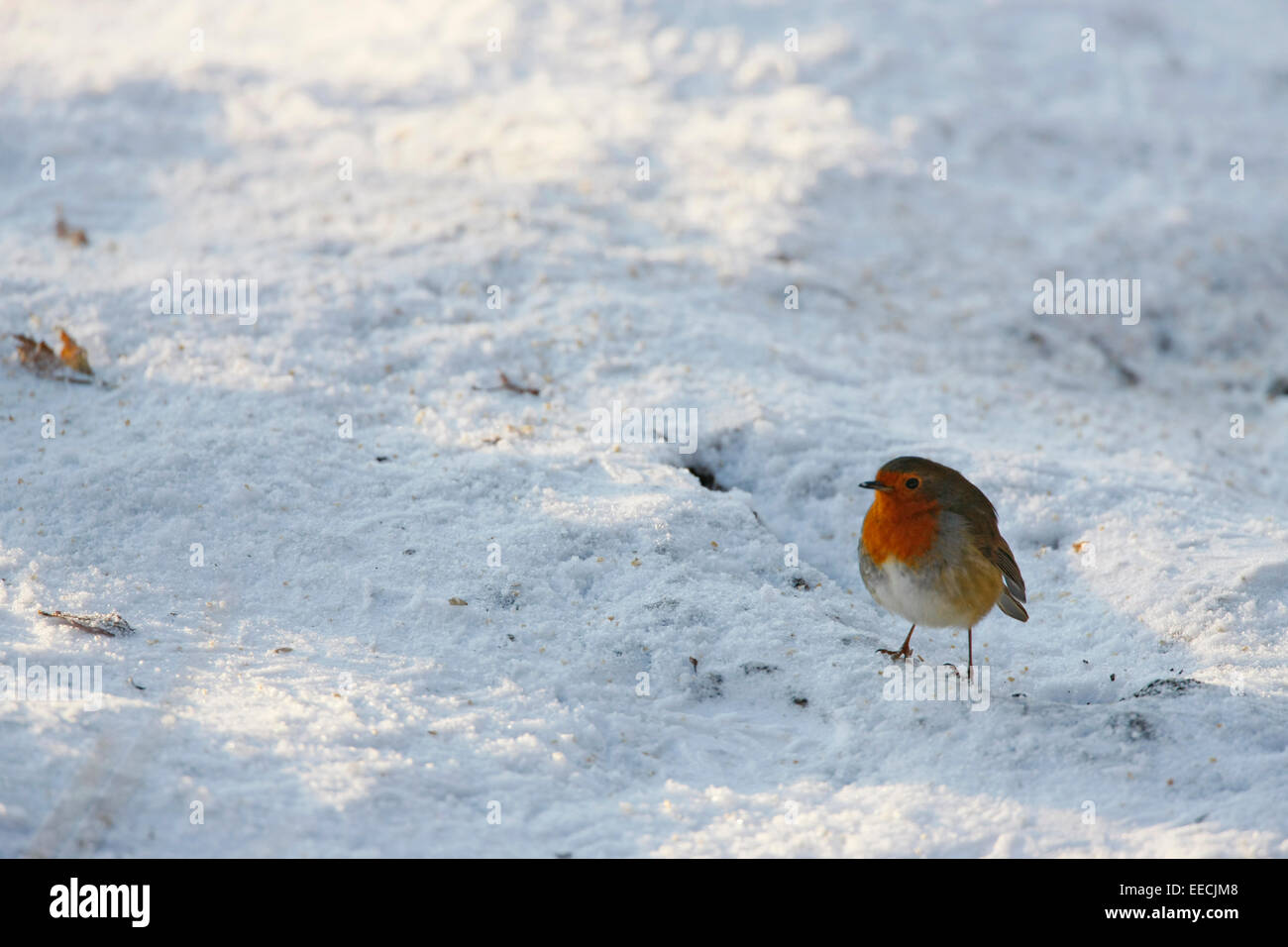 Robin in winter snow Stock Photo - Alamy