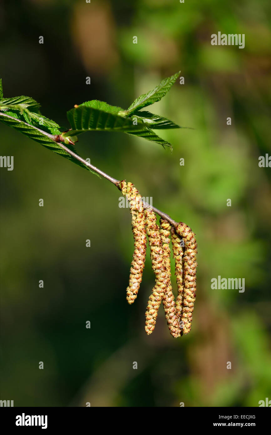Cherry birch hi-res stock photography and images - Alamy