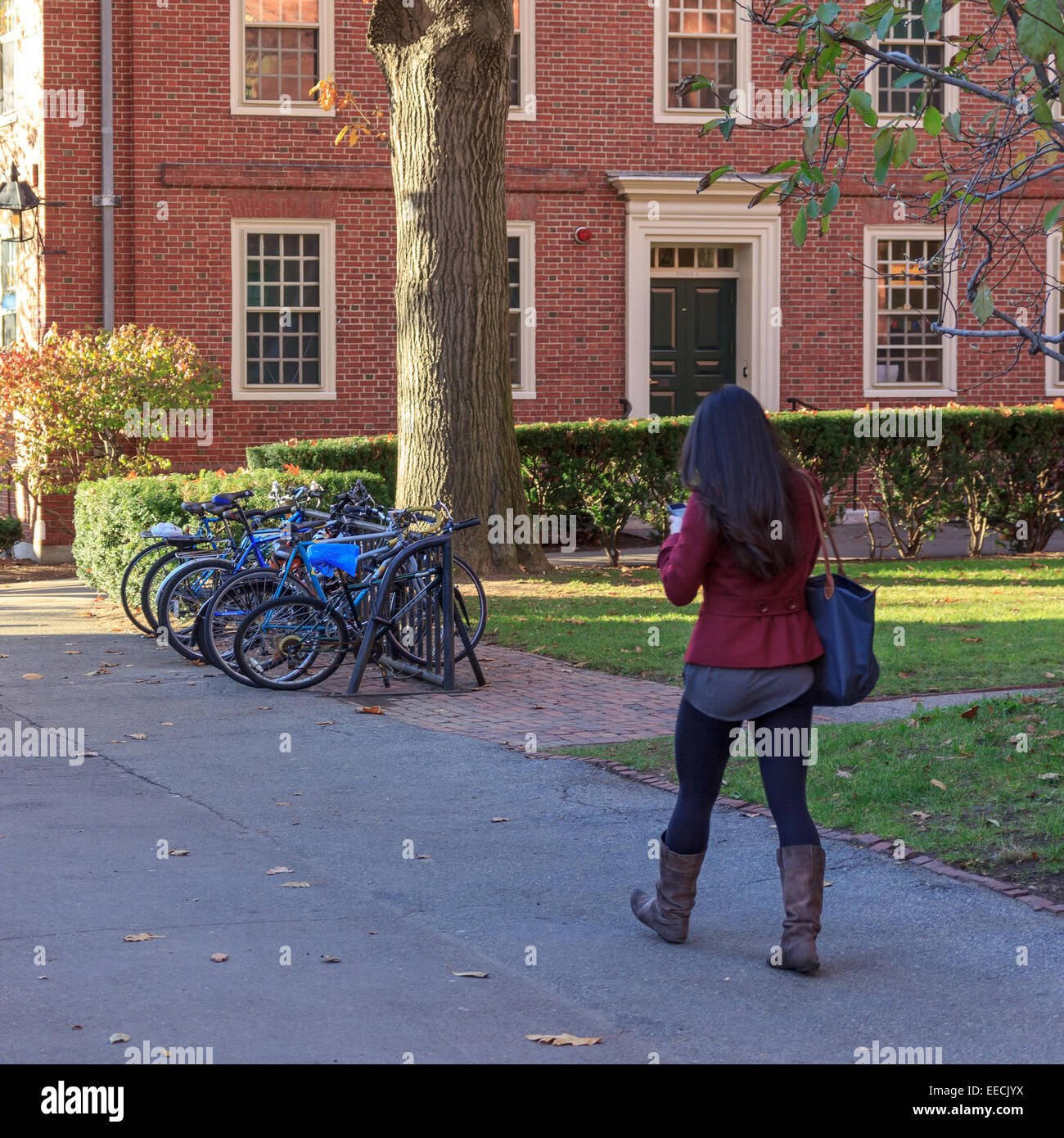Harvard university yard walking hi-res stock photography and images - Alamy
