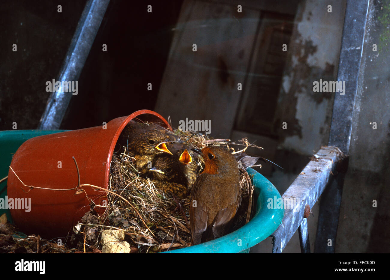 Robinin High Resolution Stock Photography and Images - Alamy