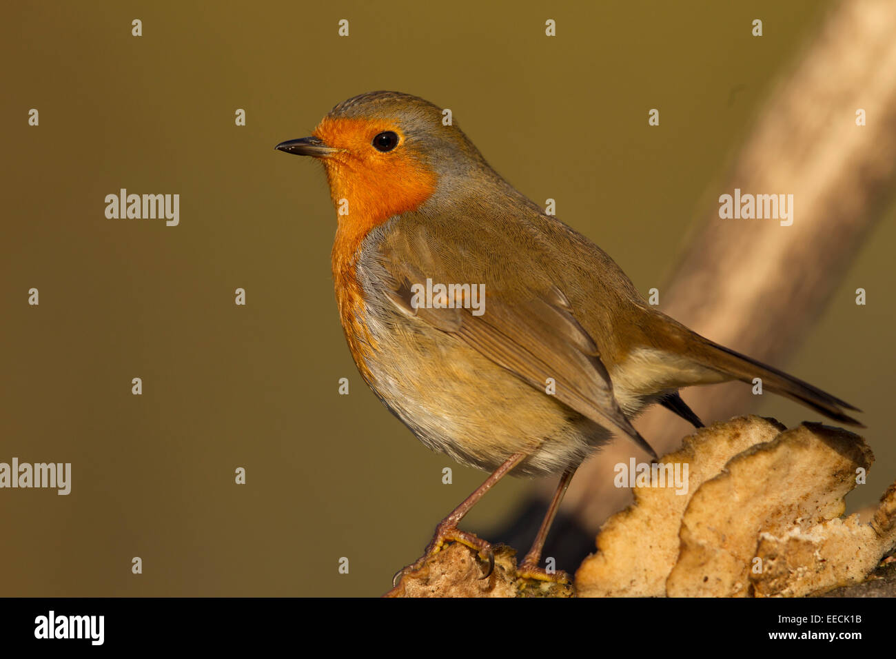 Robin parks and gardens hi-res stock photography and images - Alamy