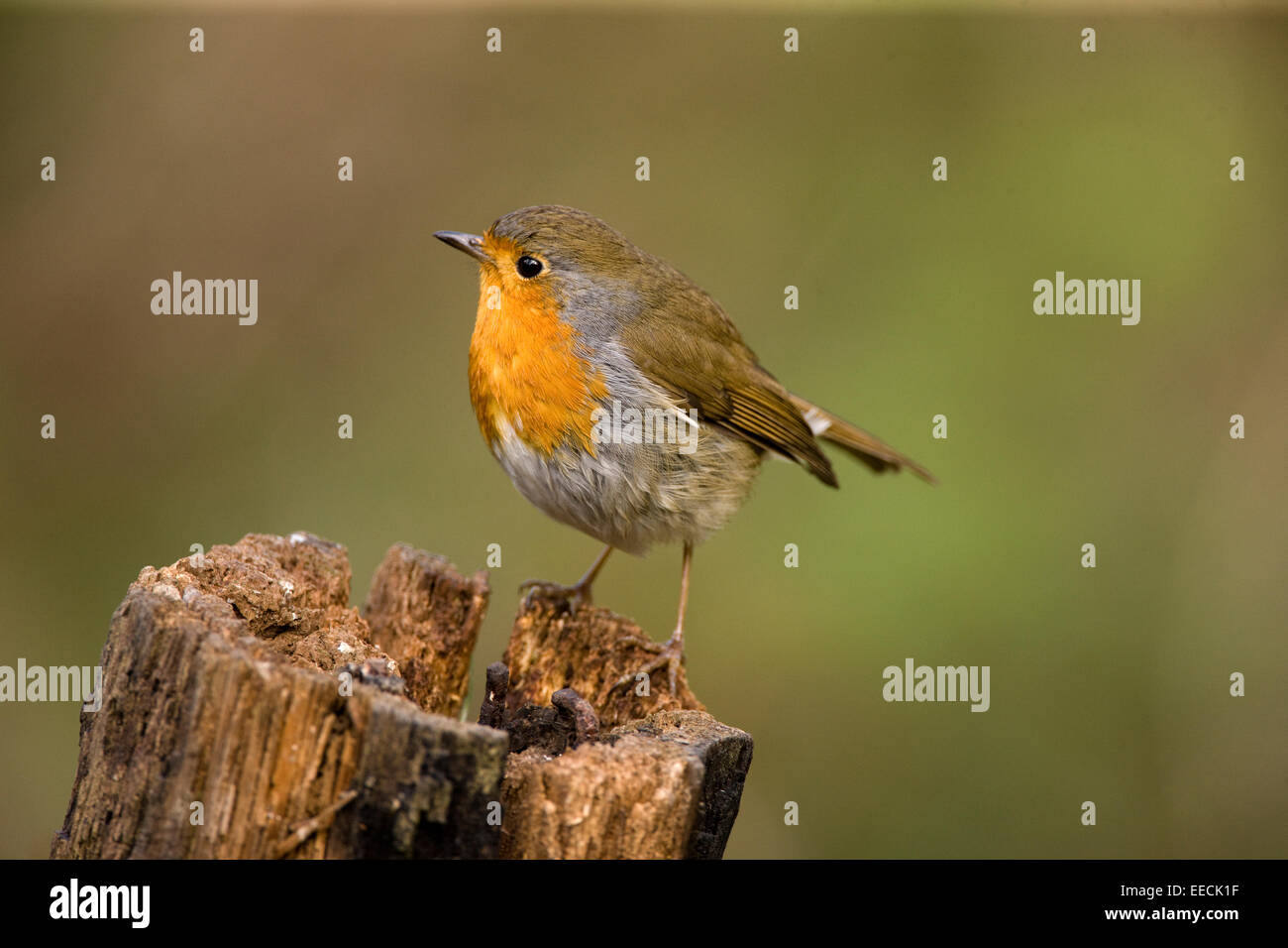 Round robin bird hi-res stock photography and images - Alamy