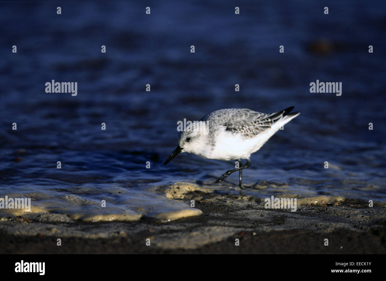 Sanderling on the shore line Stock Photo - Alamy