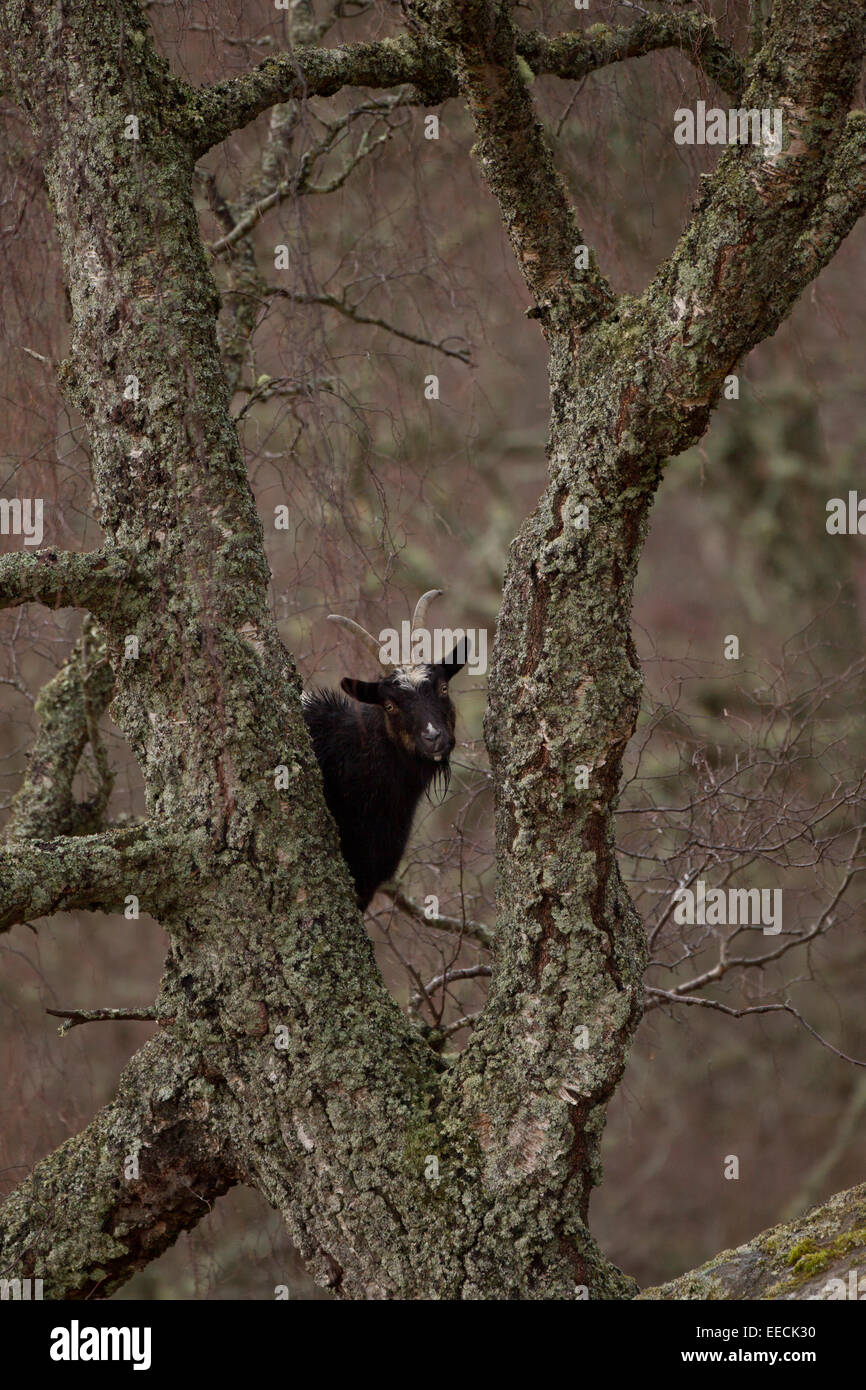 Native trees to ireland hi-res stock photography and images - Alamy