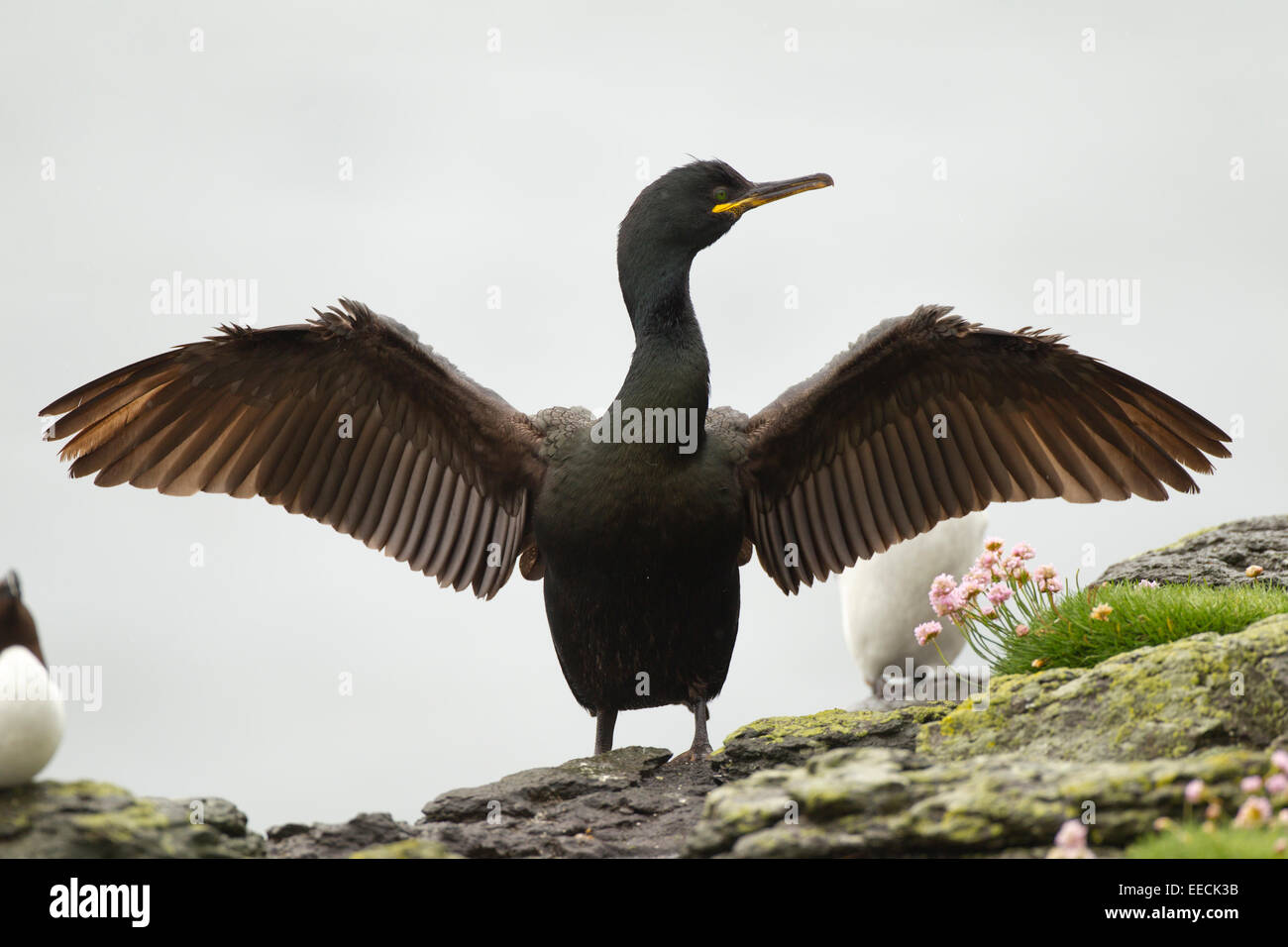 Shag colonies hi-res stock photography and images - Alamy