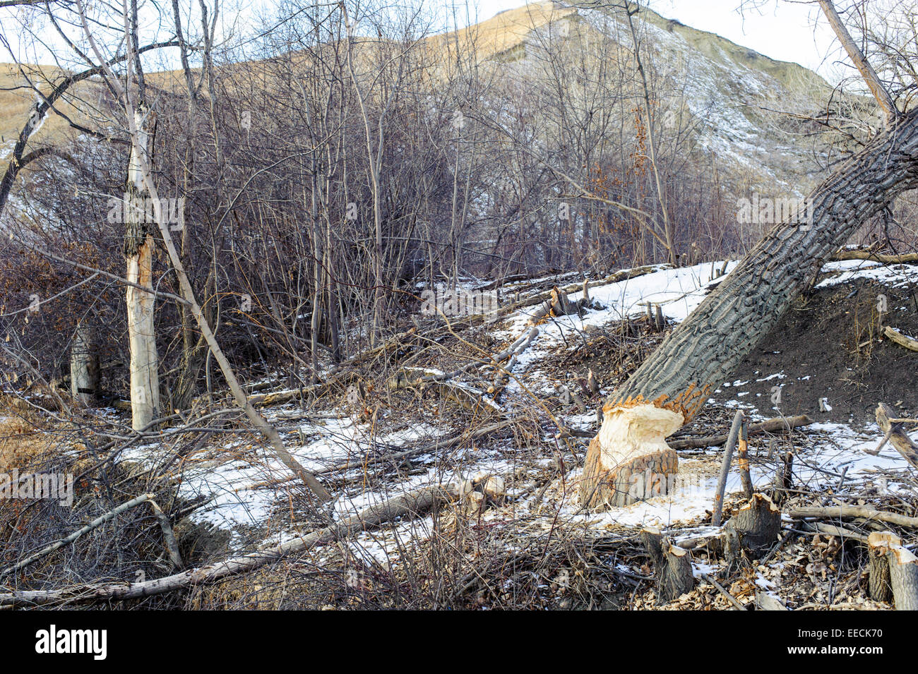 Beaver cut hi-res stock photography and images - Alamy