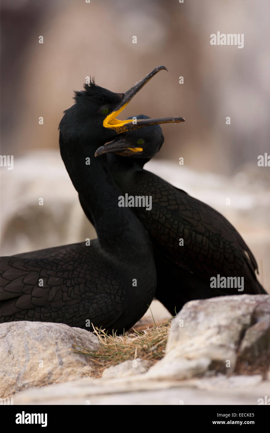 Shag colonies hi-res stock photography and images - Alamy