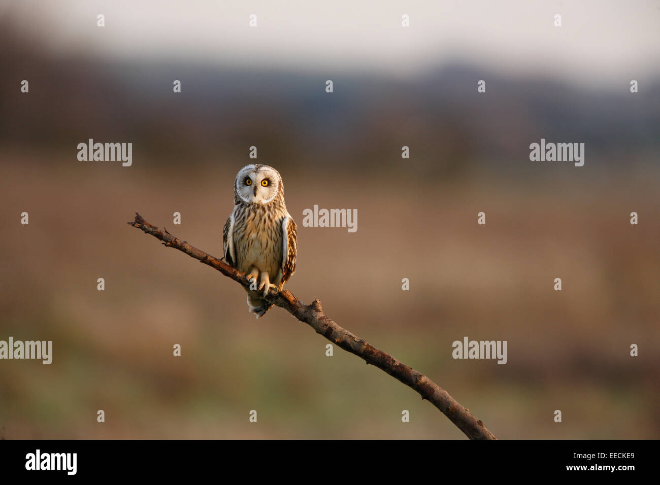 Short eared owls uk nest hi-res stock photography and images - Alamy