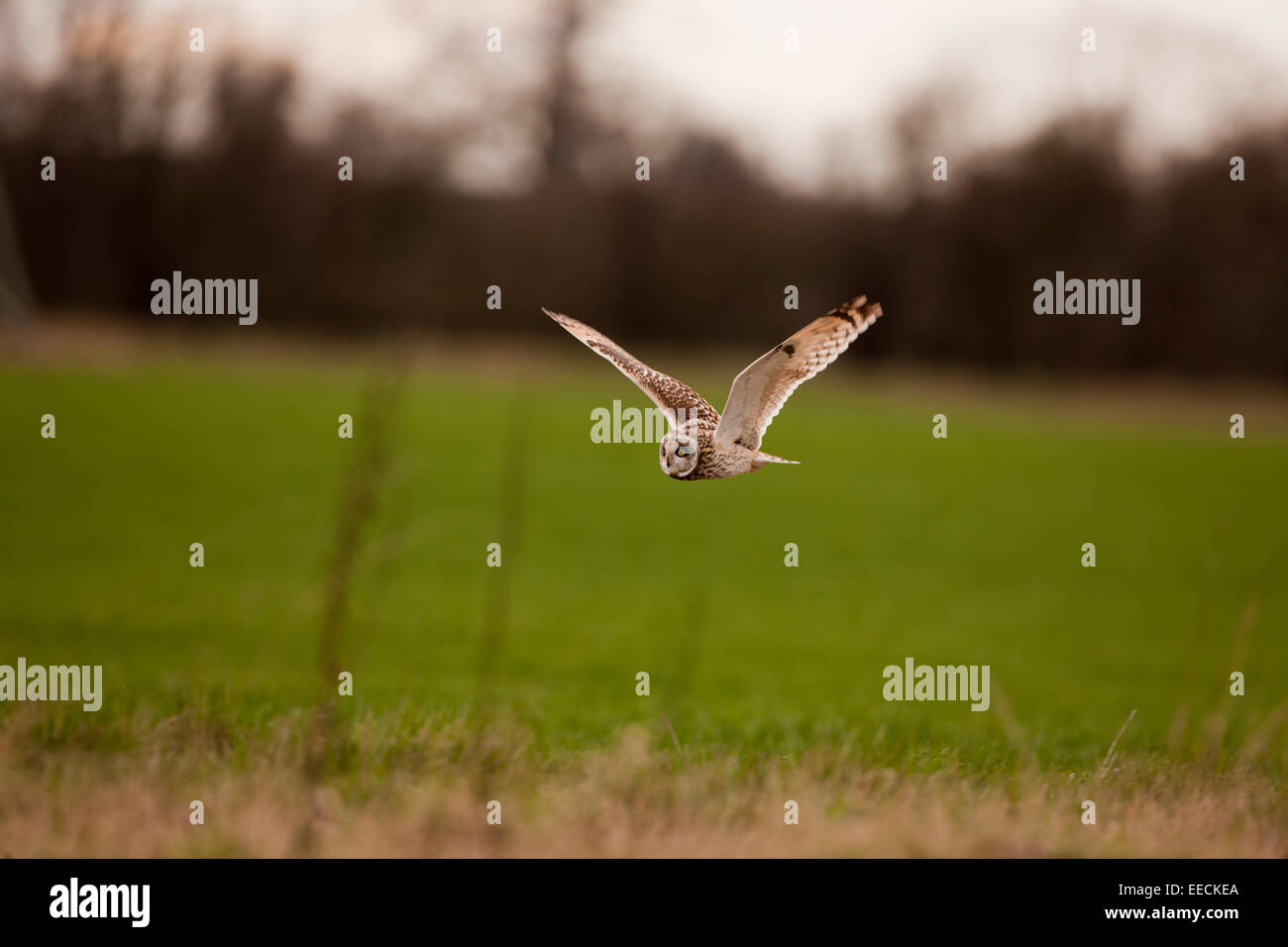 Short eared owls uk nest hi-res stock photography and images - Alamy