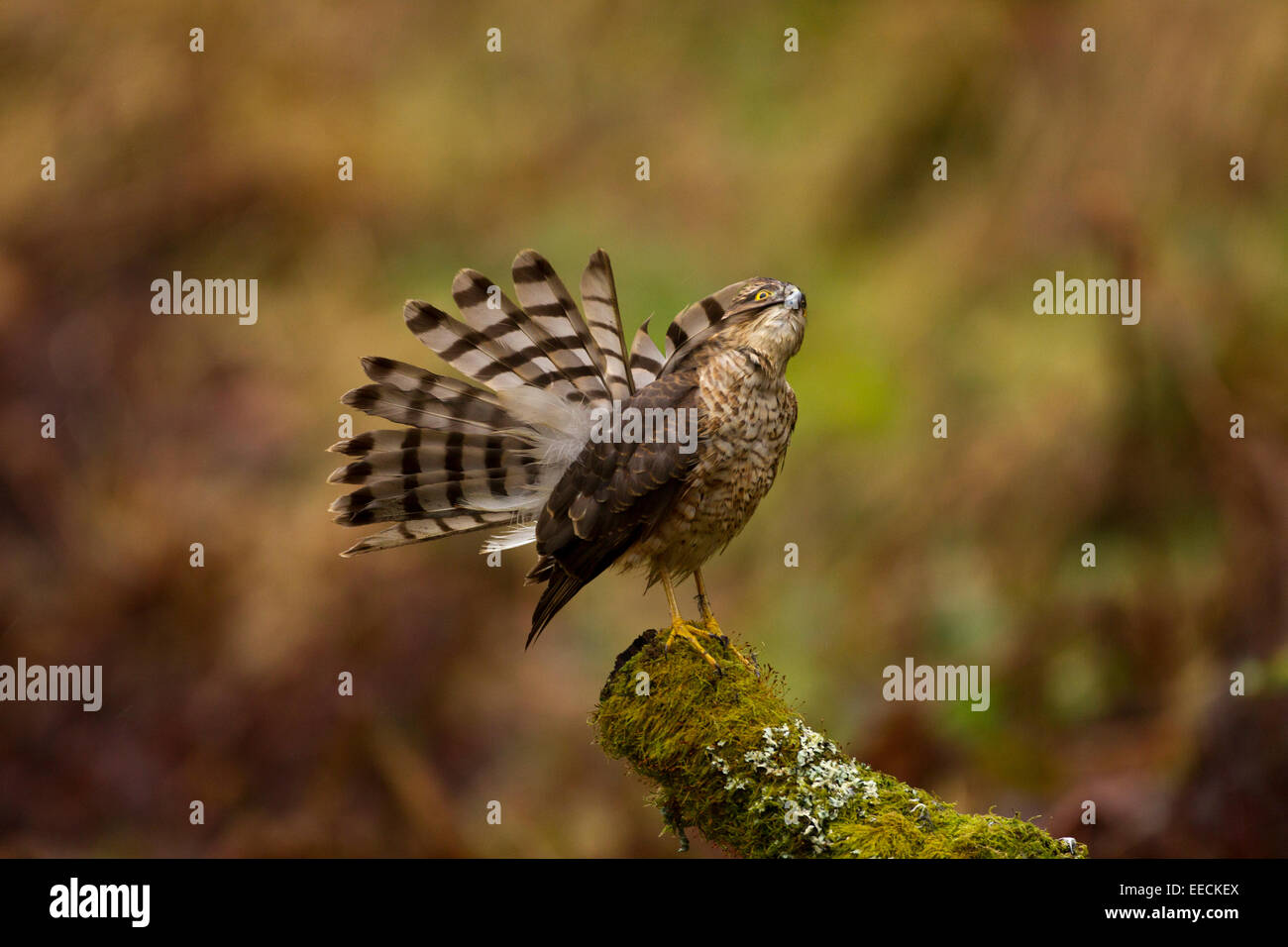 Sparrow Hawk Preening Stock Photo - Alamy