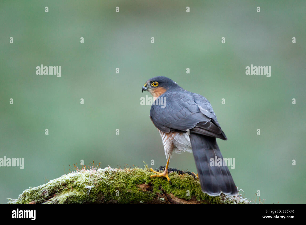 European sparrow hawk hi-res stock photography and images - Alamy