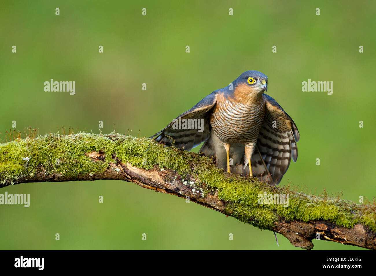 Sparrowhawk hi-res stock photography and images - Alamy