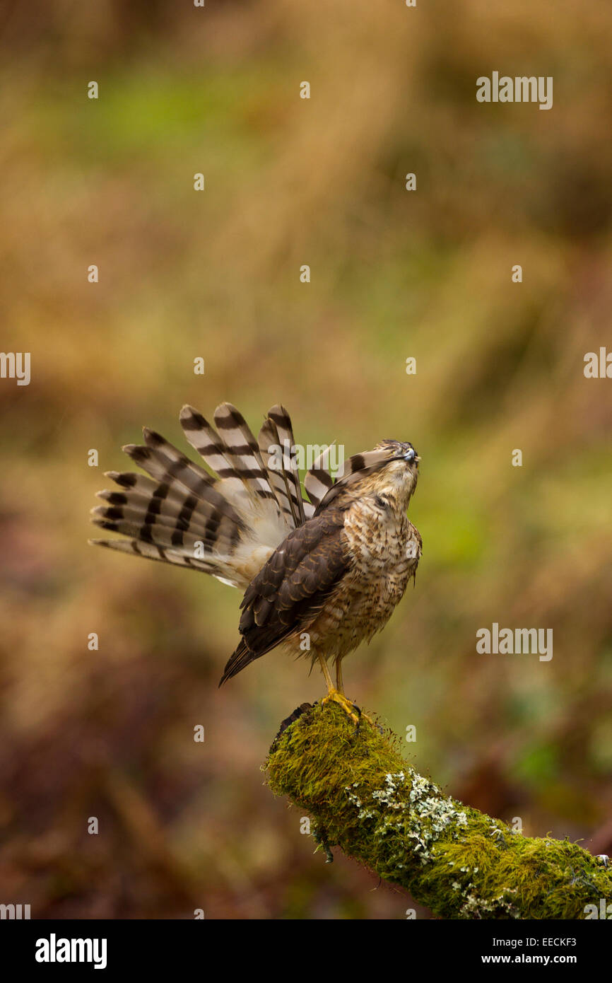 Sparrow Hawk Preening Stock Photo - Alamy