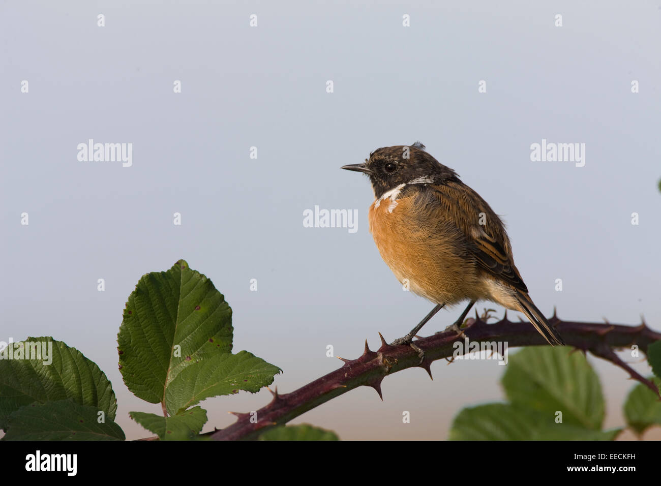 Especially in southern and western counties food invertebrates hi-res ...