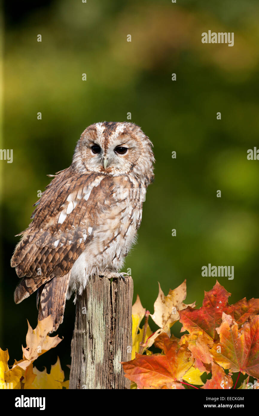 Tawny owl eyes head hi-res stock photography and images - Alamy
