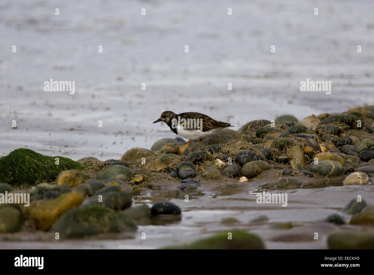 Turnstone bird hi-res stock photography and images - Alamy