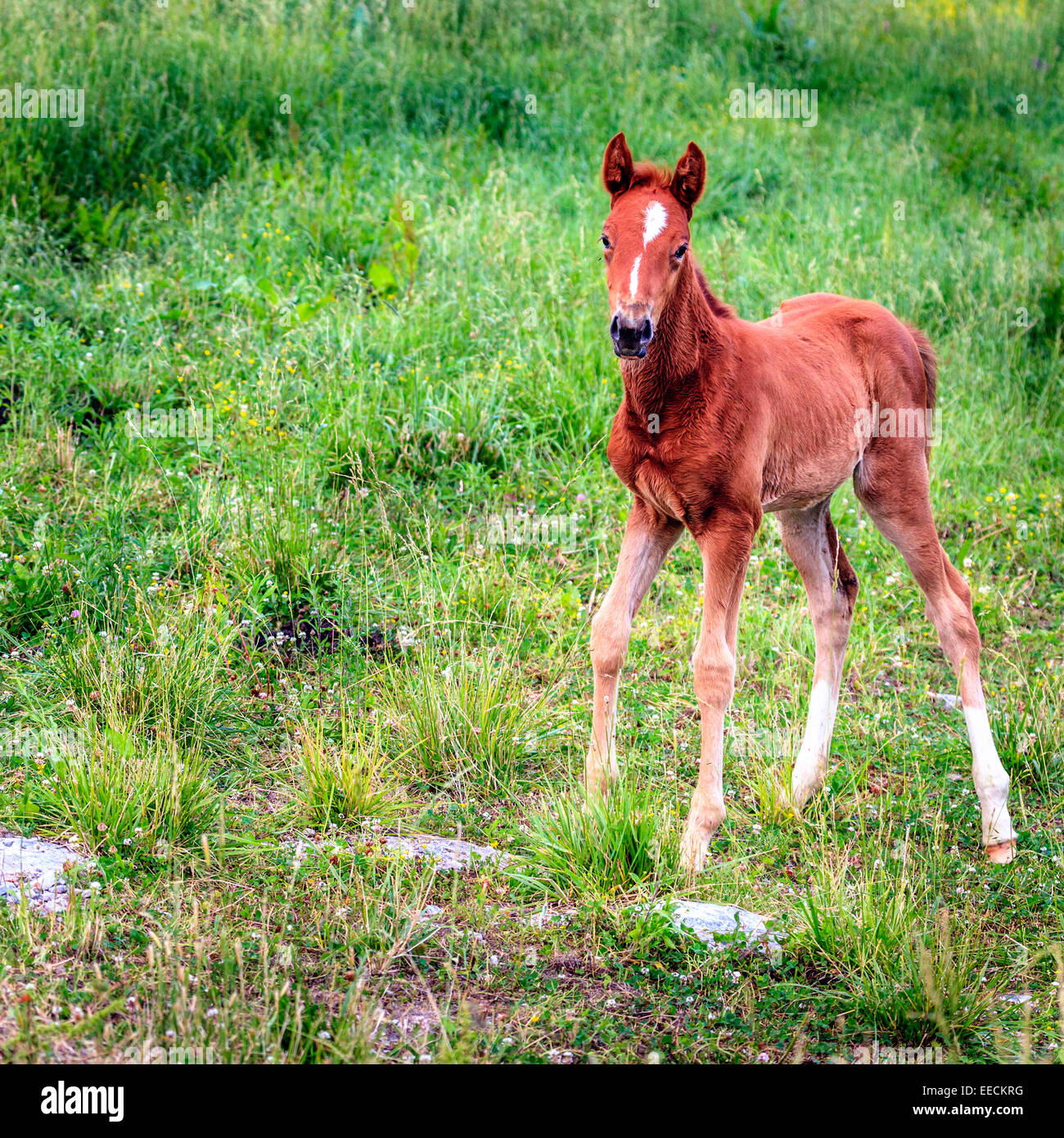 A very young colt in a farm in Central Kentucky Stock Photo - Alamy
