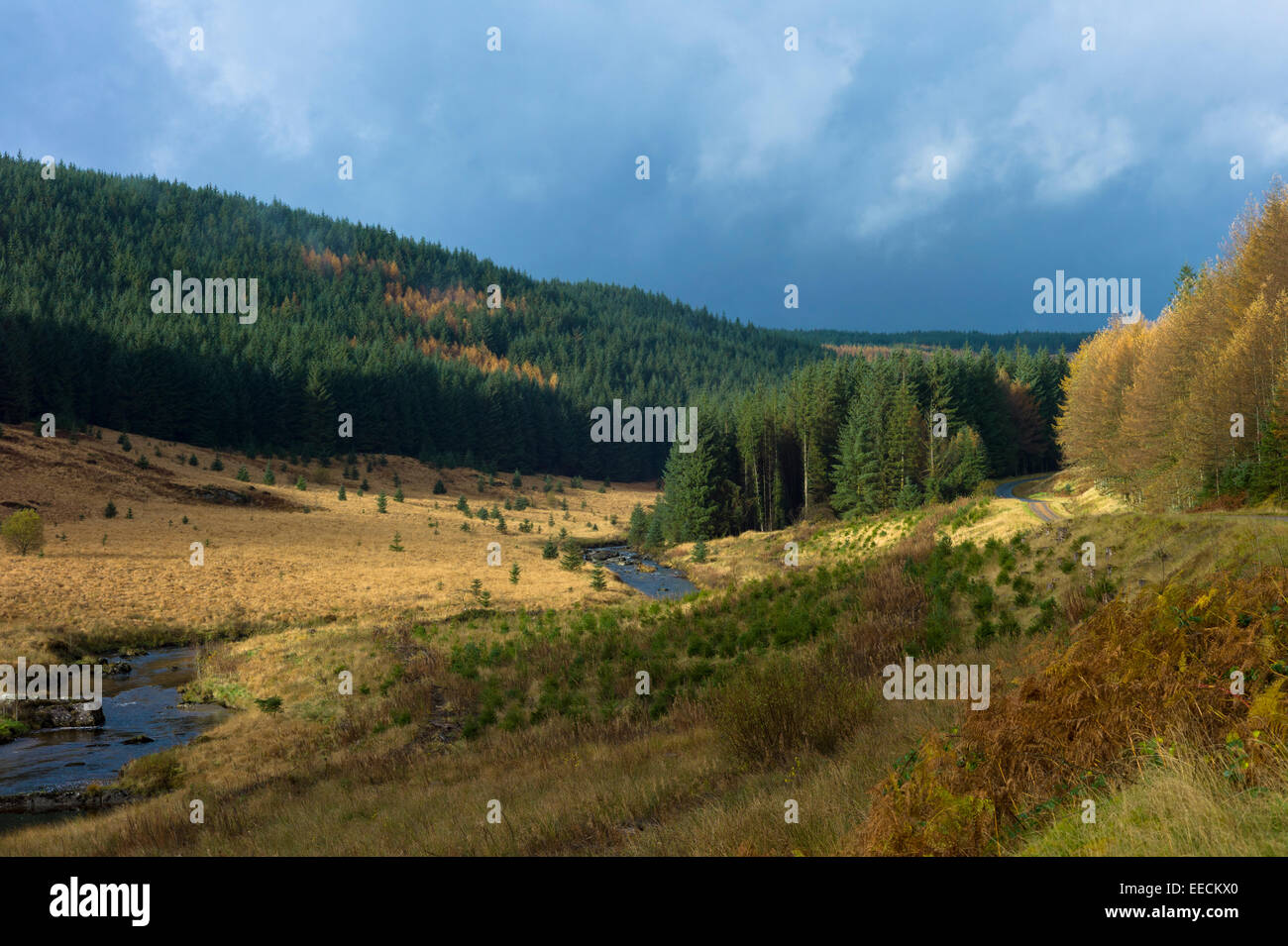 Conifers and larch trees in coniferous forest plantation for timber ...