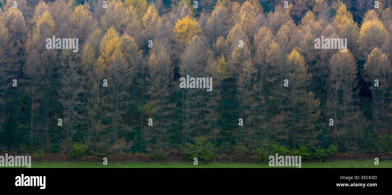 Larch trees in varying shades of colour in coniferous forest plantation ...