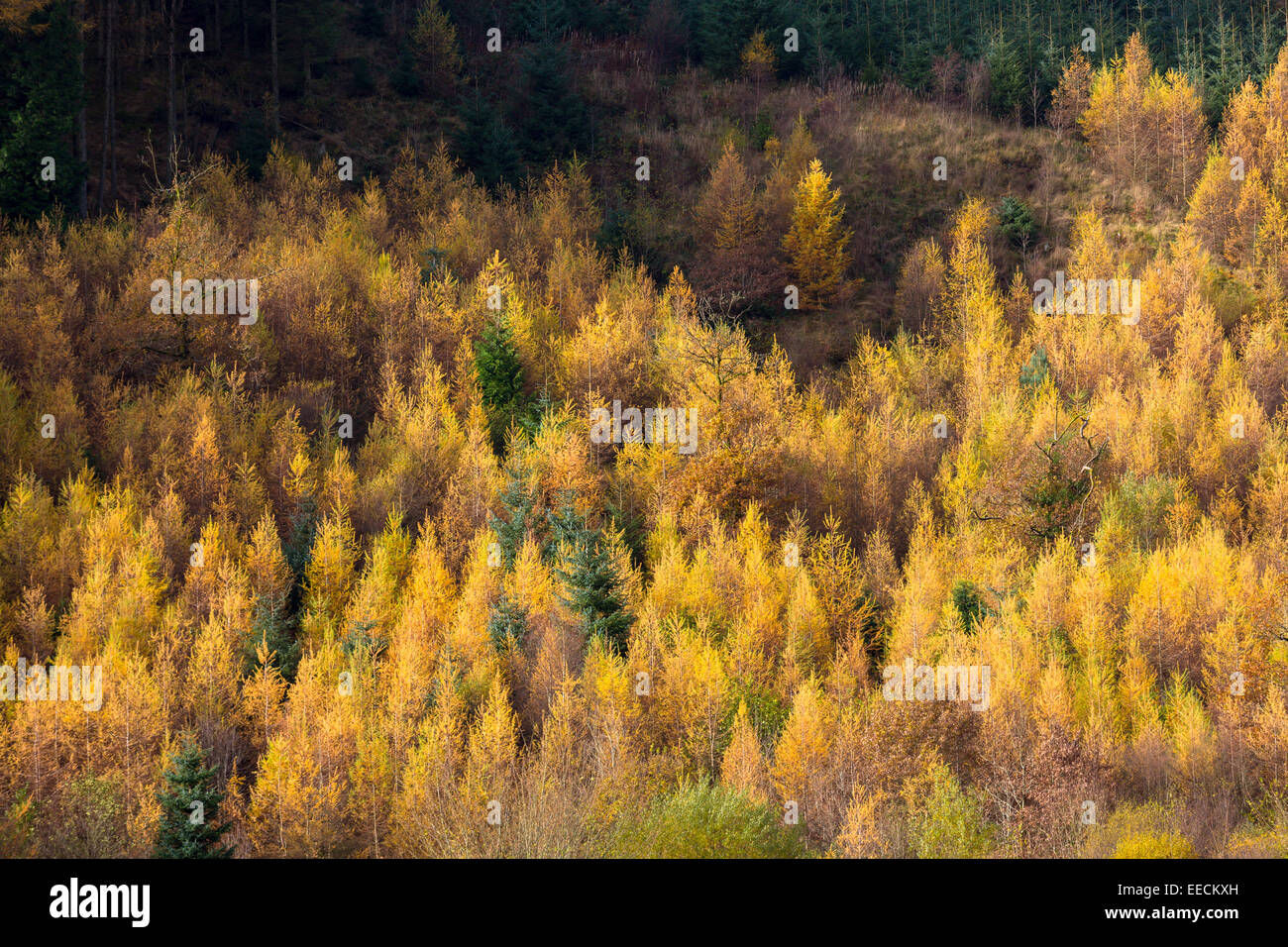 Larch trees, Larix decidua, in shades of autumn colour in coniferous ...