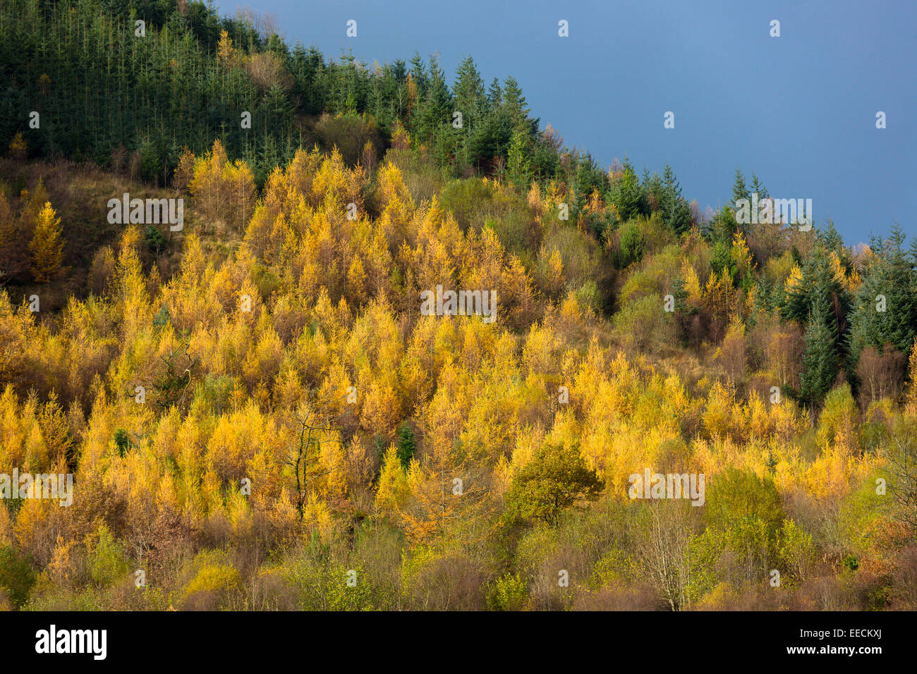 Larch trees in shades of autumn colour and conifers in coniferous ...