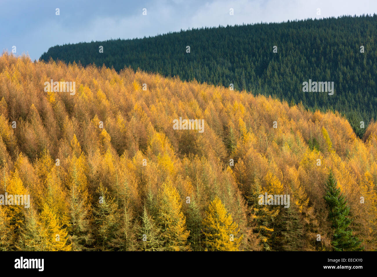 Tall European Larch trees, Larix decidua, in Fall color cultivated in ...