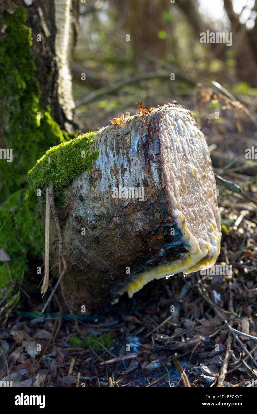 Sap from tree hi-res stock photography and images - Alamy