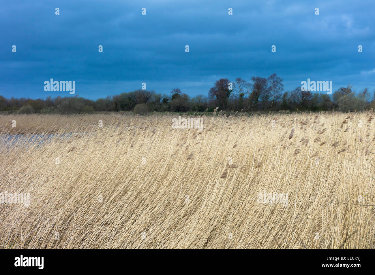 Grasses and reeds in a reedbed in the marshes of The Somerset Levels ...